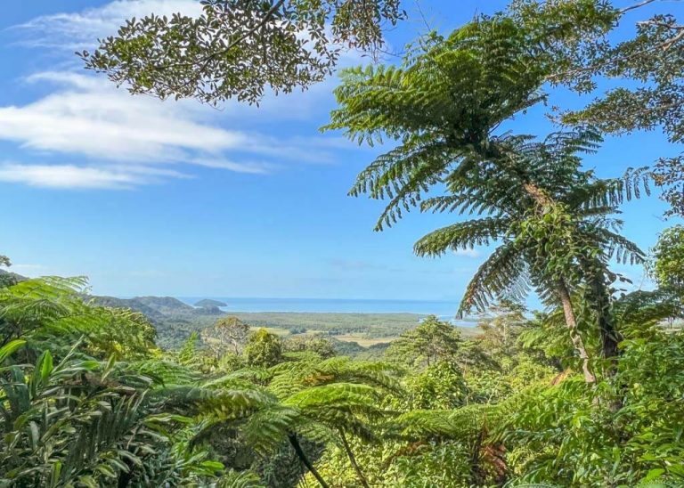 9 Best Daintree Rainforest Walks (And Which to Avoid)